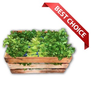 Cilantro 60ct Mexico – Coto Distributors