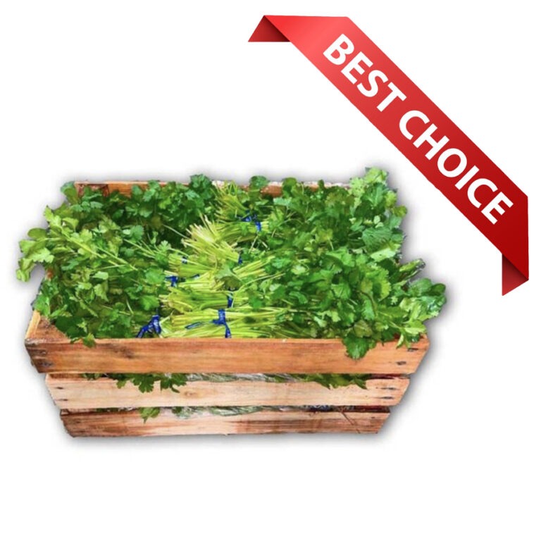 Cilantro 60ct Mexico – Coto Distributors